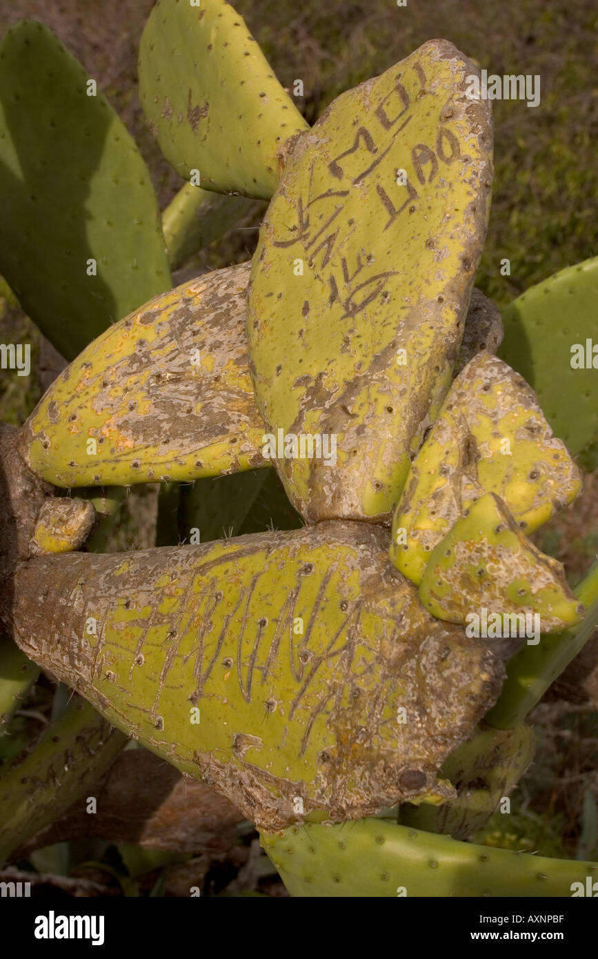 Cactus graffiti hi-res stock photography and images - Alamy