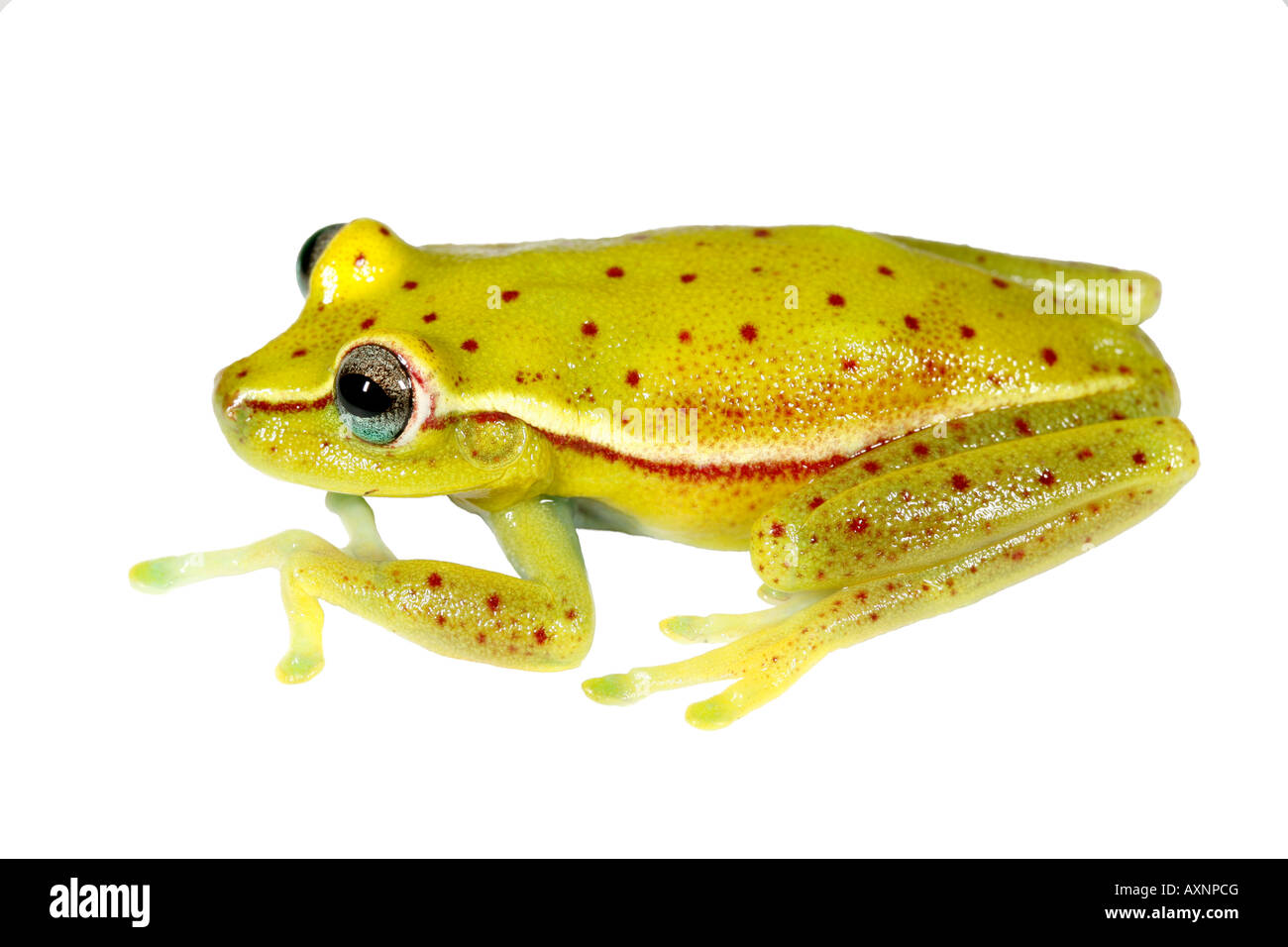 Spotted treefrog (Hypsiboas punctatus) from Ecuador Stock Photo - Alamy