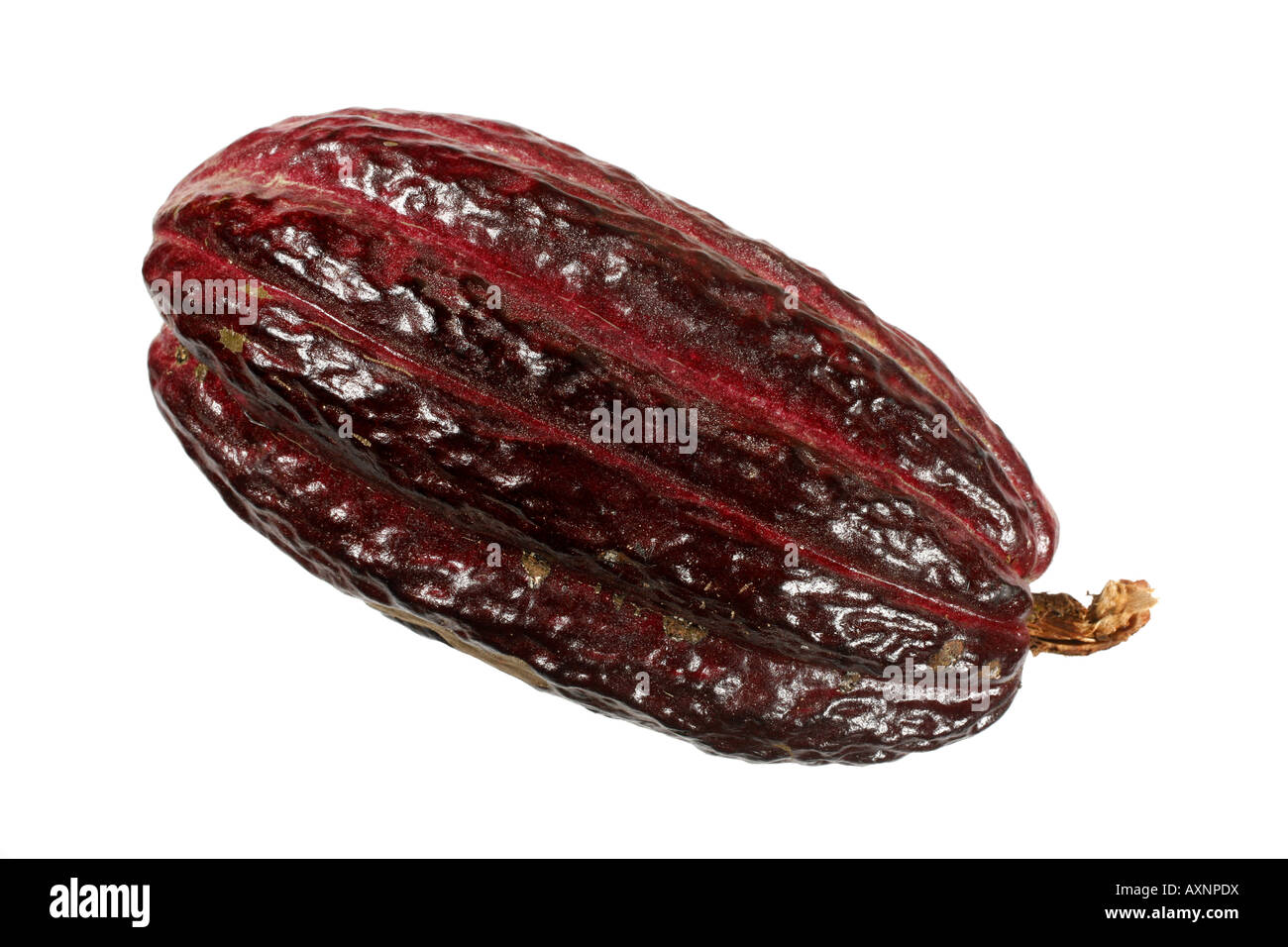 Cacao rainforest Cut Out Stock Images & Pictures - Alamy