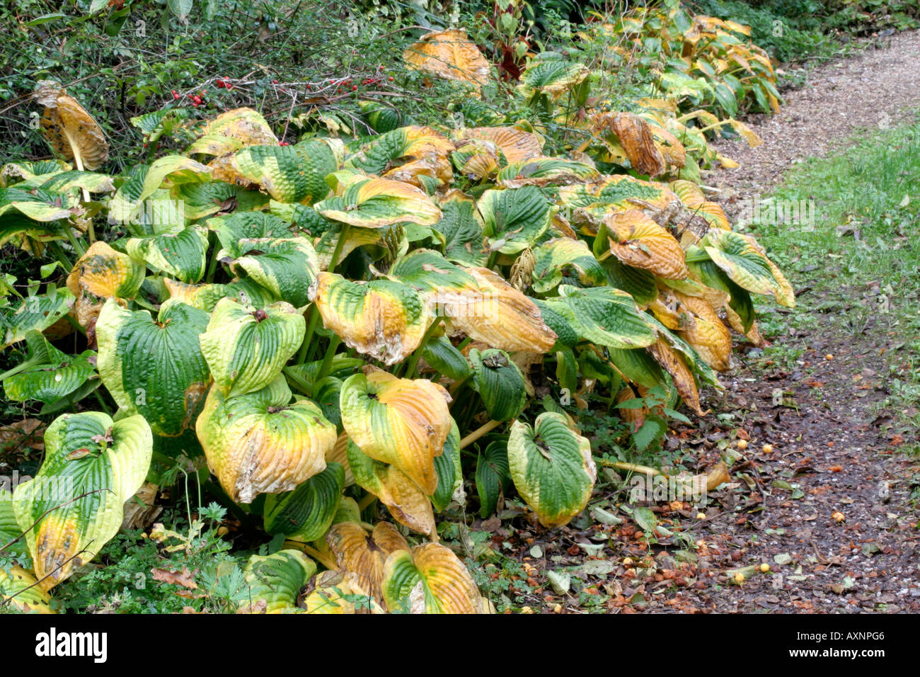 Hosta frances williams hi-res stock photography and images - Alamy