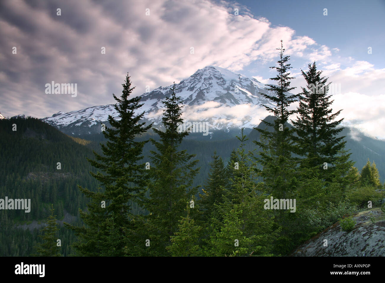 Mt. Rainier in an eraly summer morning. Mt. Rainier National Park in ...