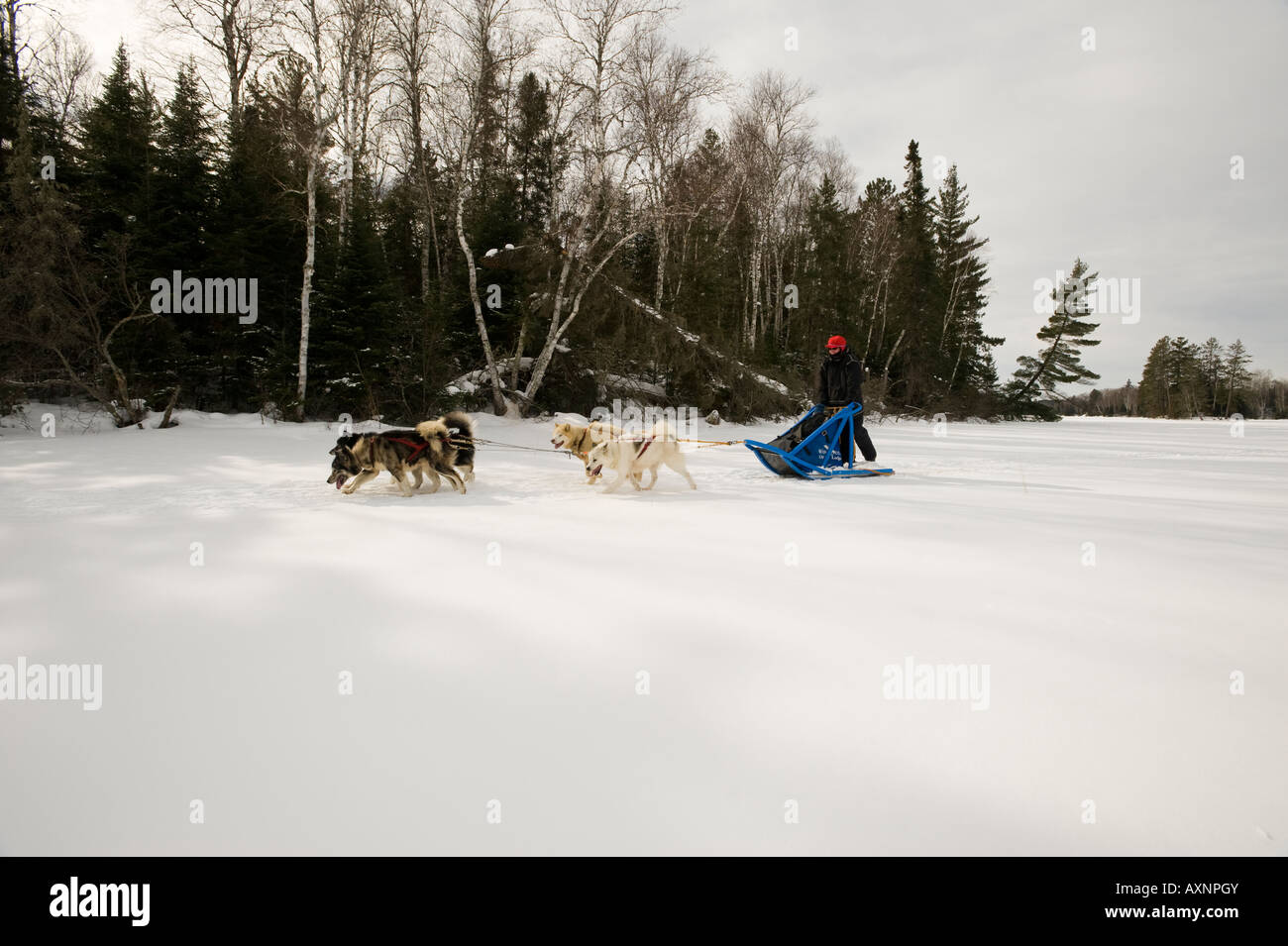 Musher with dog hi-res stock photography and images - Alamy