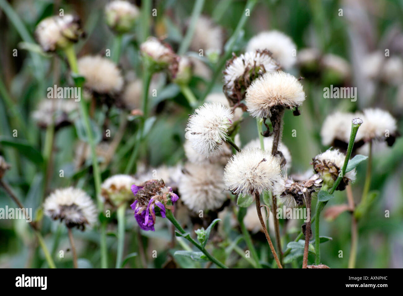 Aster amellus Lady Hindlip seedheads Stock Photo - Alamy