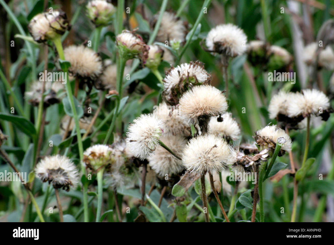 Hindlip hi-res stock photography and images - Alamy