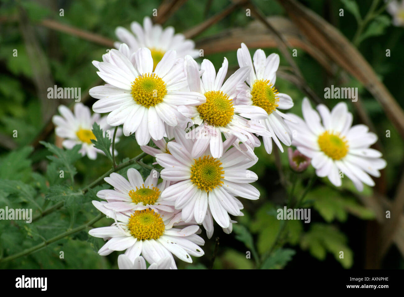 Chrysanthemum innocence hi-res stock photography and images - Alamy