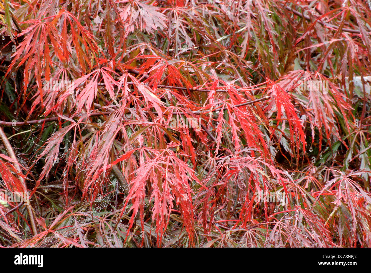 the Japanese maple Acer palmatum dissectum Inaba Shidare showing autumn ...