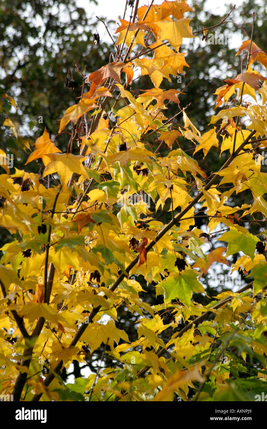 Acer cappadoicum aureum showing autumn colour in late October Stock ...