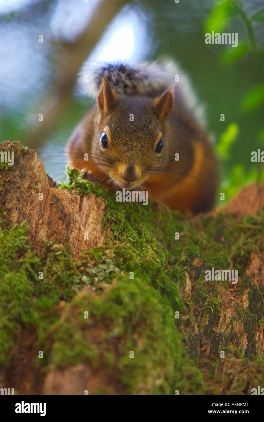 Park Squirrel Vancouver Stock Photo - Alamy