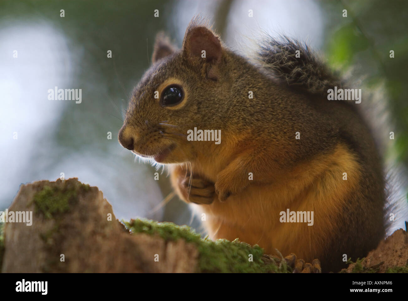 Park Squirrel Vancouver Stock Photo - Alamy