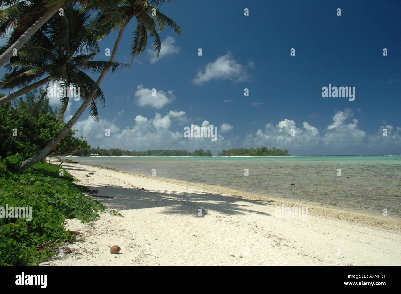 The palm fringes beaches and calm lagoon on the Cook Islands Stock ...