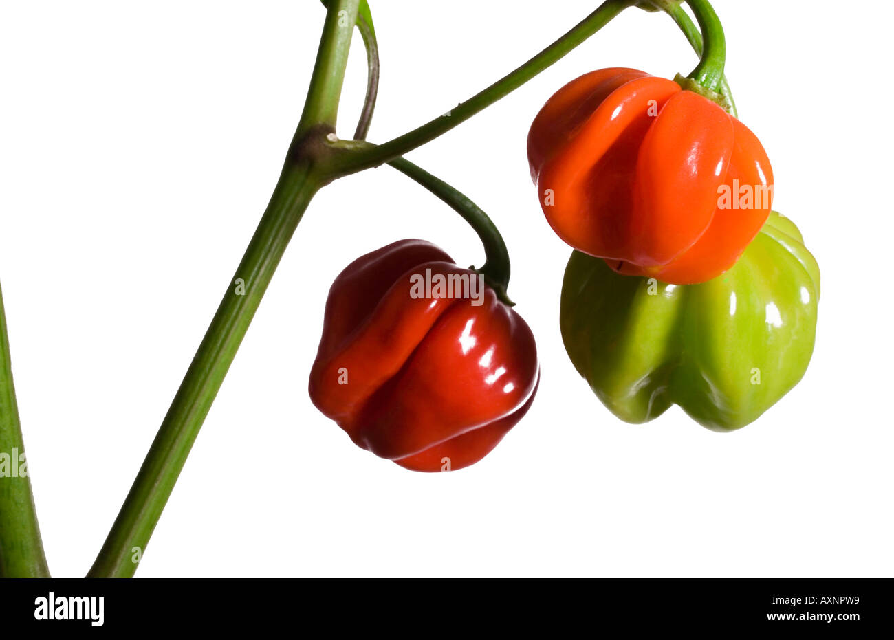 Growing chillies hanging hi-res stock photography and images - Alamy