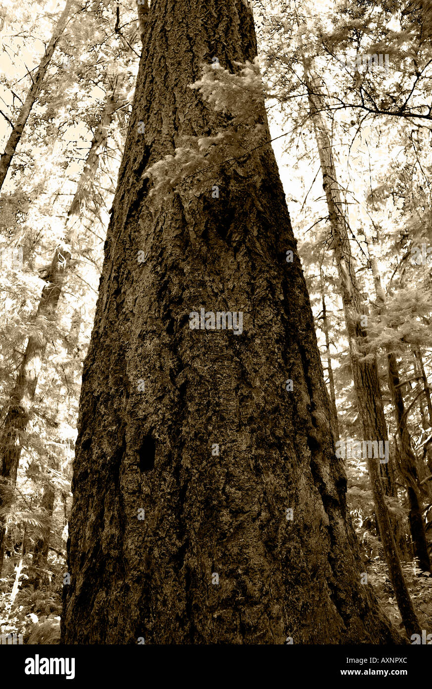 Ron Hayes Nature Scenes Trees and Moss Stock Photo - Alamy