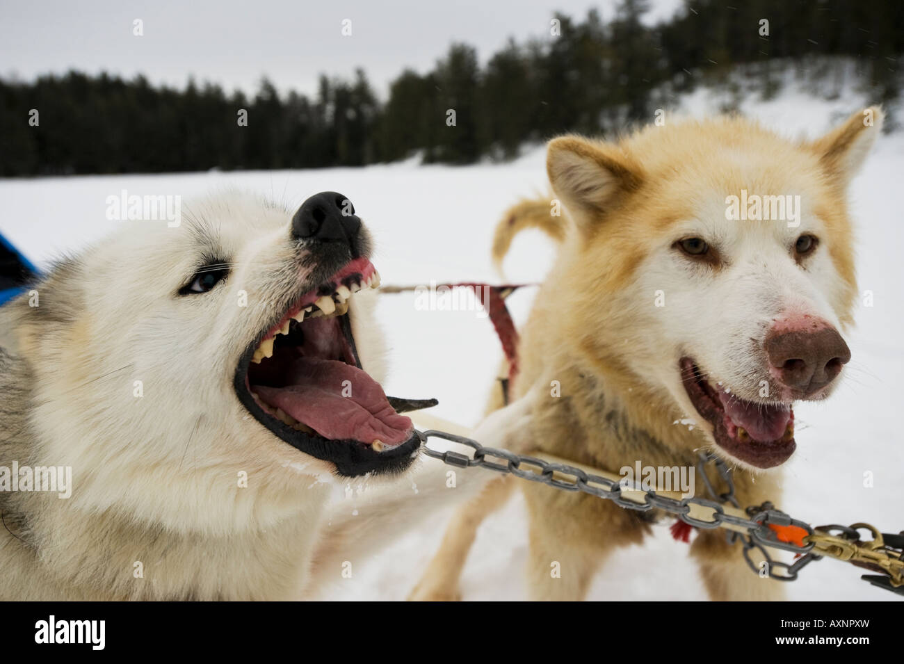 A CANADIAN INUIT DOG GIVES A WARNING TO ANOTHER BOUNDARY WATERS CANOE ...