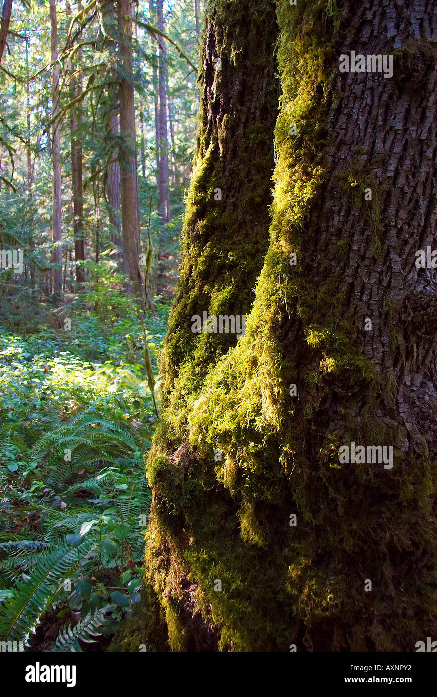 Ron Hayes Nature Scenes Trees and Moss Stock Photo - Alamy
