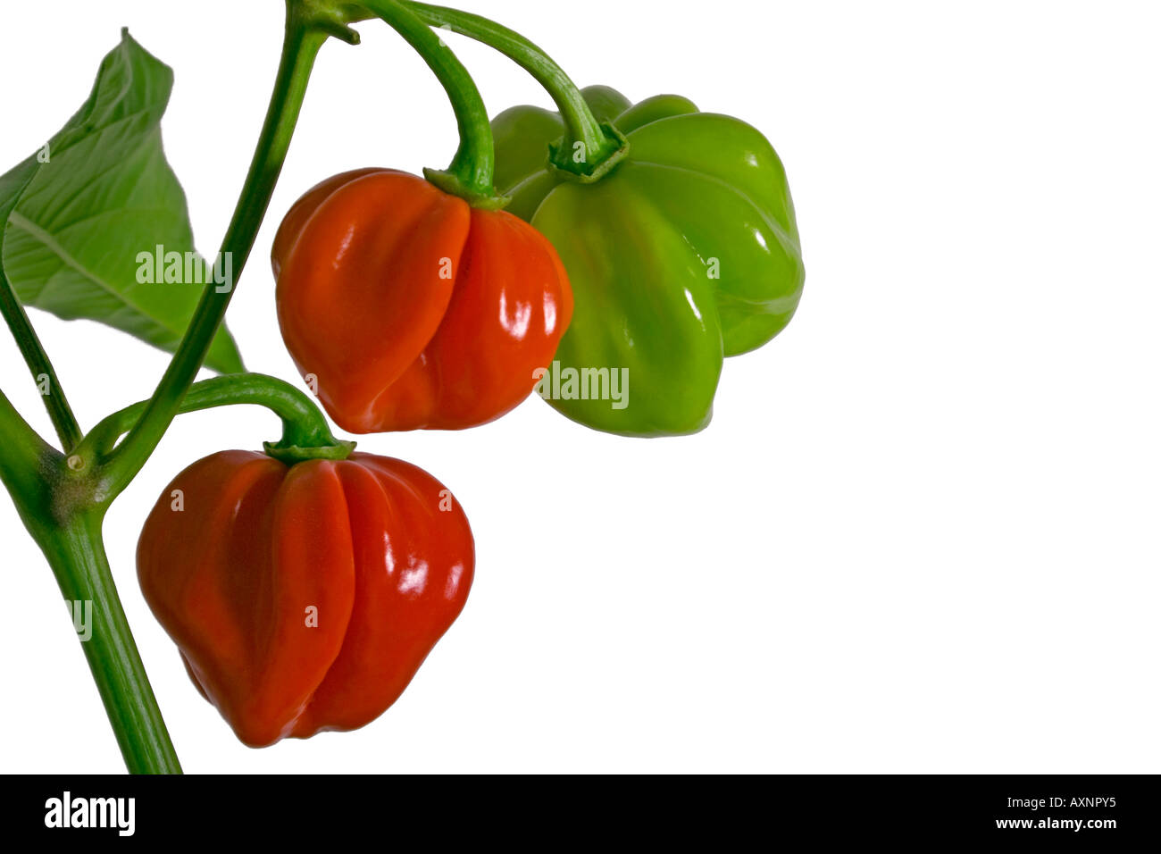 Chilli peppers. three stages of ripeness Stock Photo - Alamy