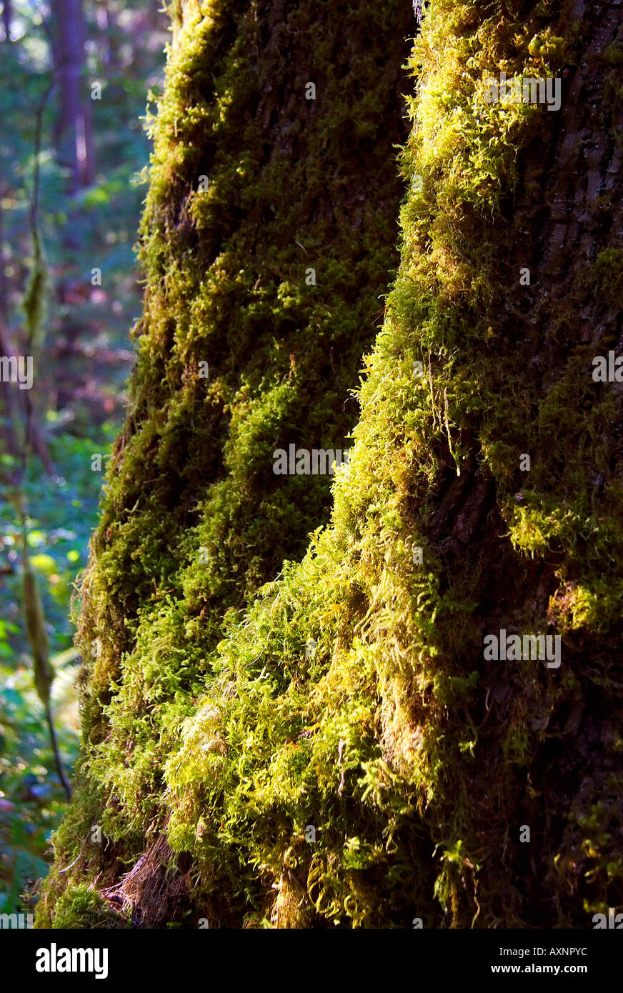 Ron Hayes Nature Scenes Trees and Moss Stock Photo - Alamy