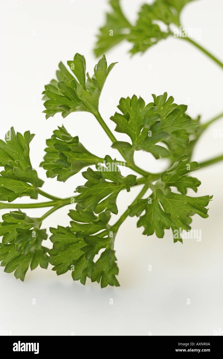 Close up parsley herb Cut Out Stock Images & Pictures - Alamy