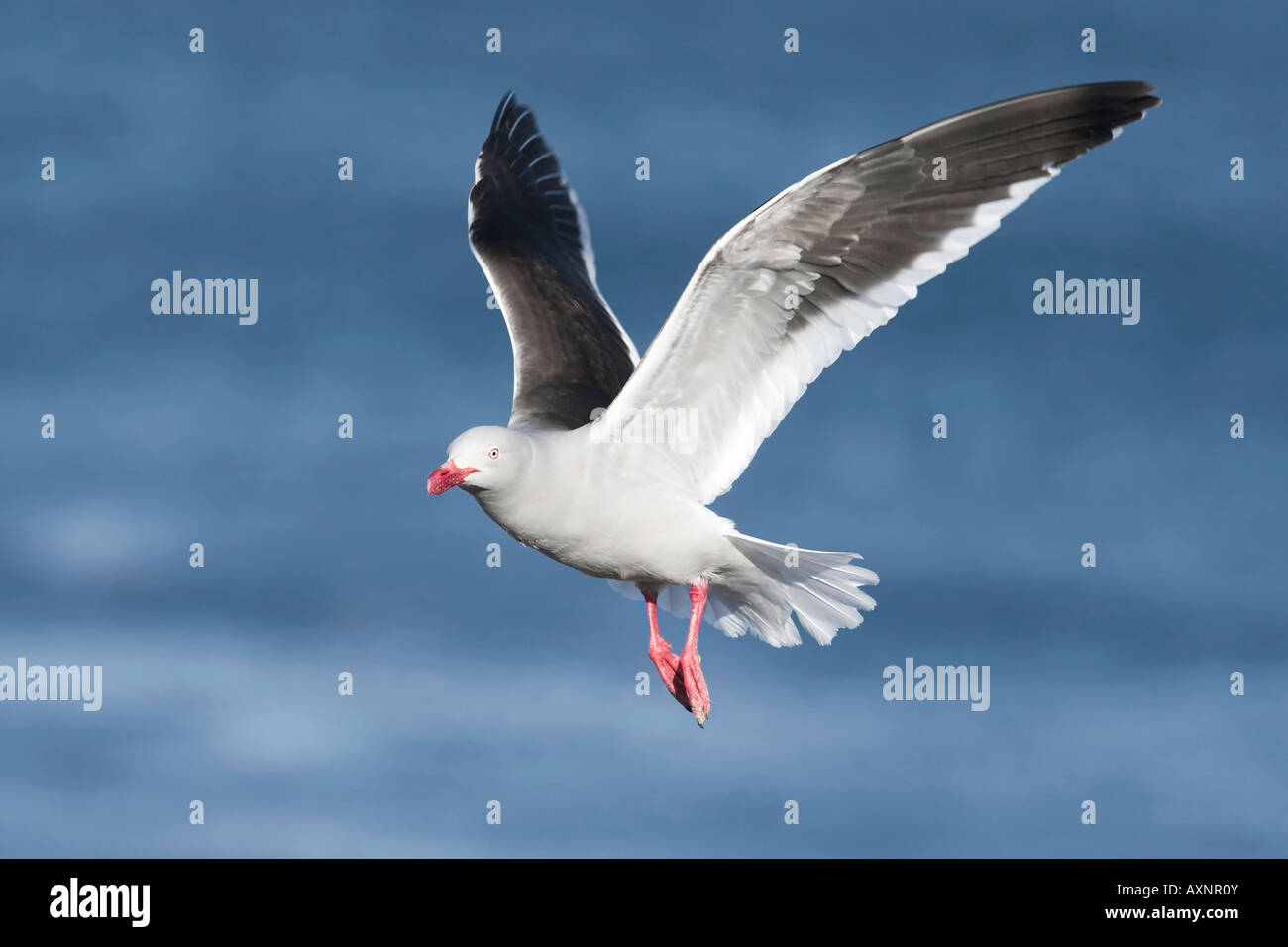 An adult Dolphin Gull in breeding plumage in flight with wings ...