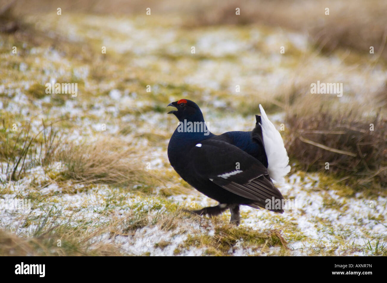 Black Grouse Tetrao tetrix lekking Corrimony RSPB Stock Photo - Alamy