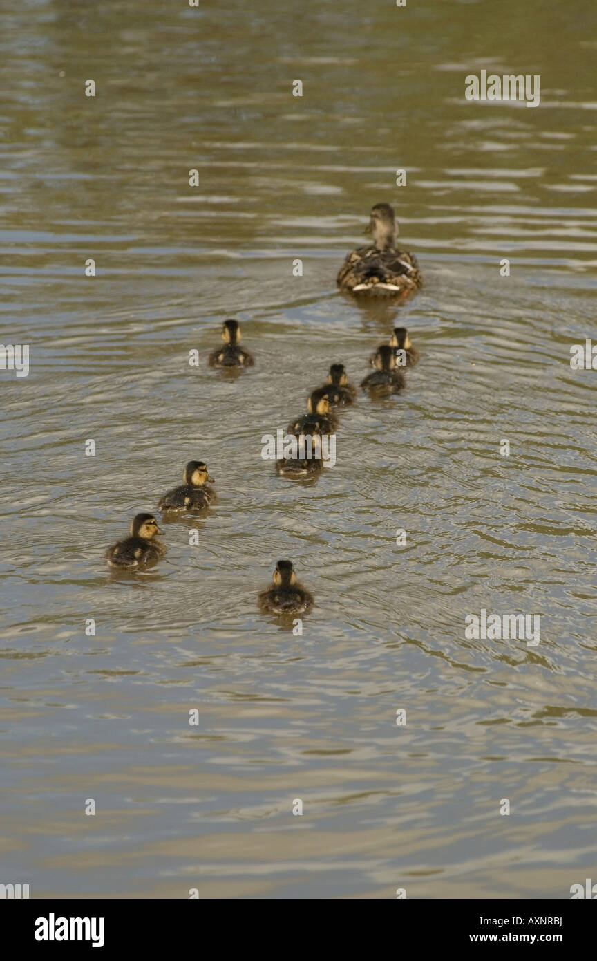Ducklings play follow the leader with mother duck, UK Stock Photo - Alamy