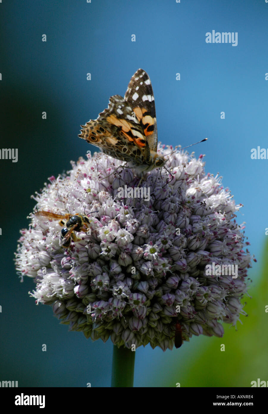 Onion pest hi-res stock photography and images - Alamy