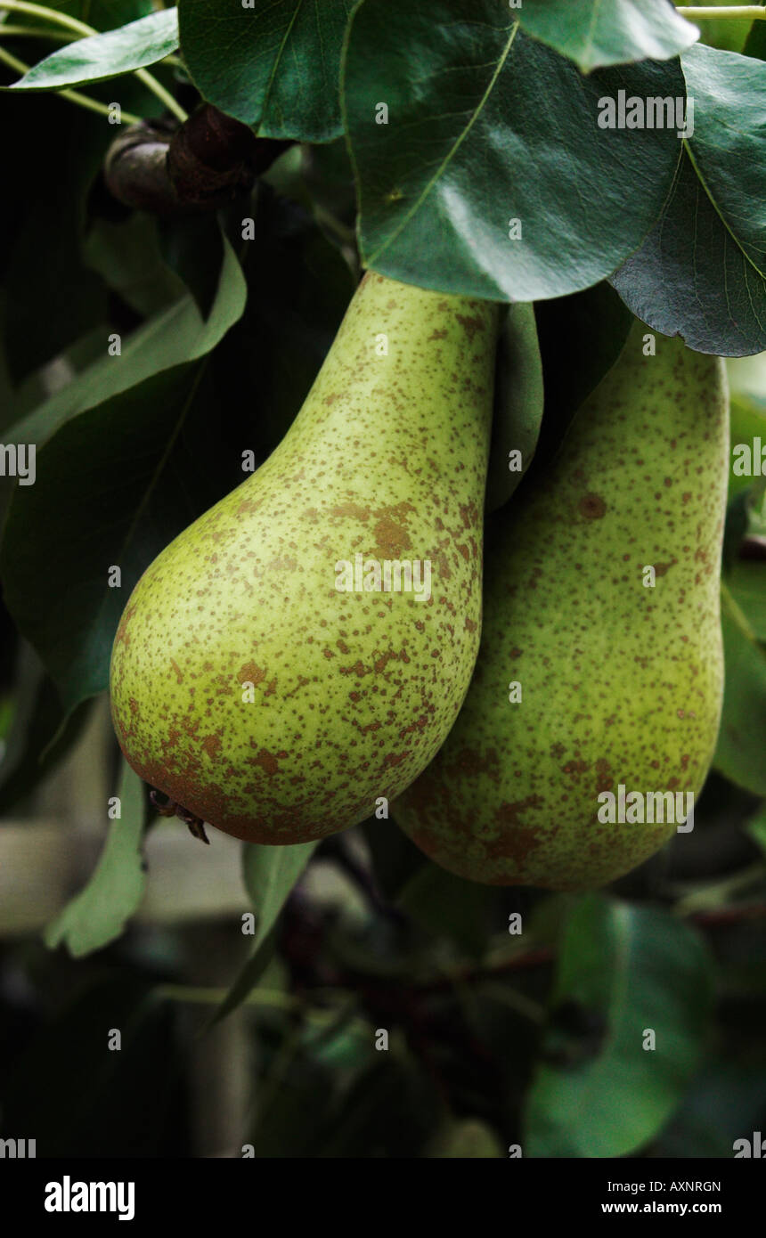 Conference pear tree hi-res stock photography and images - Alamy