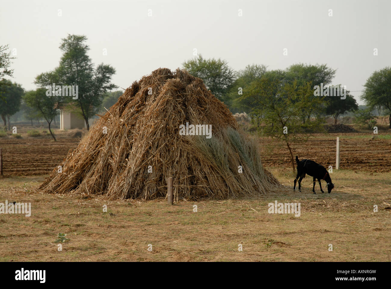 Haystack in field with goat nr Dausa Rajasthan India Stock Photo - Alamy
