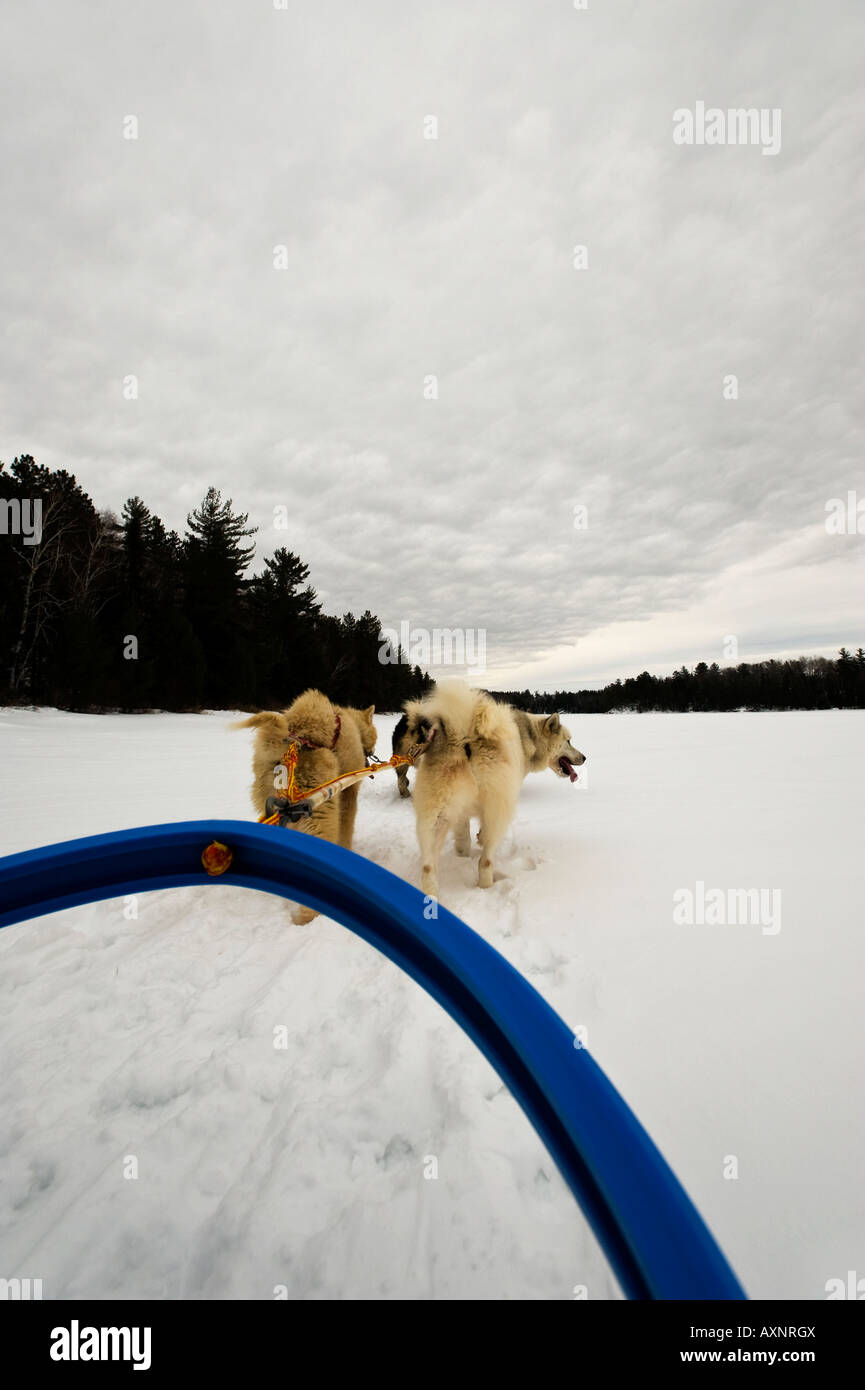 CANADIAN INUIT DOGS PULL A SLED ACROSS A FROZEN LAKE BOUNDARY WATERS ...