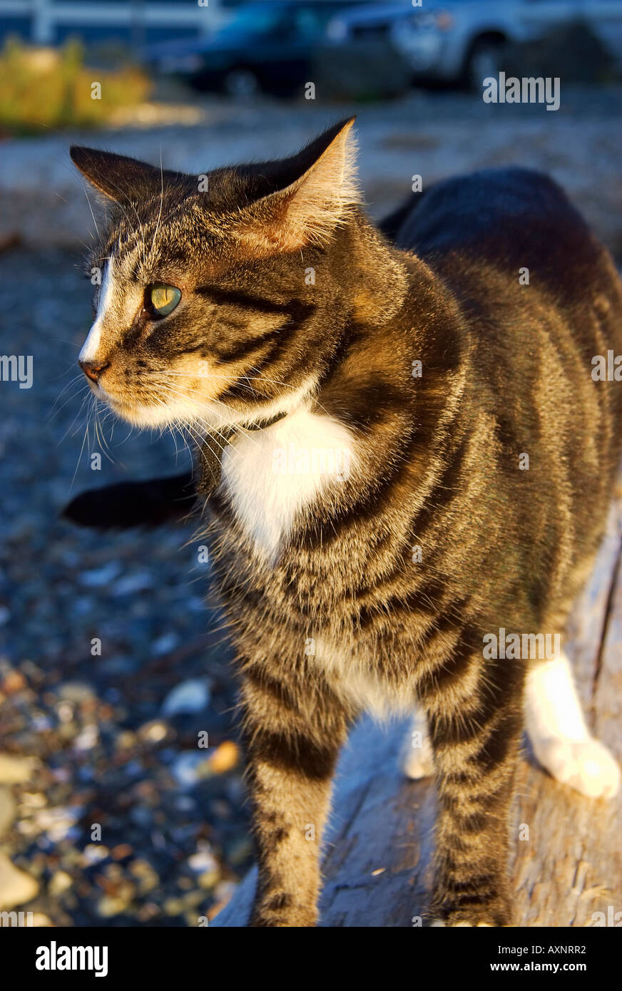Cat friendly beach hi-res stock photography and images - Alamy