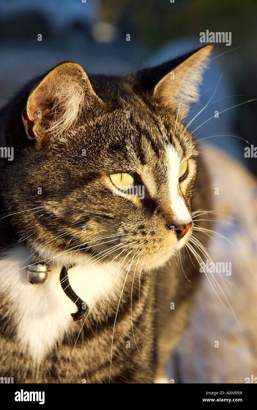 Cat friendly beach hi-res stock photography and images - Alamy