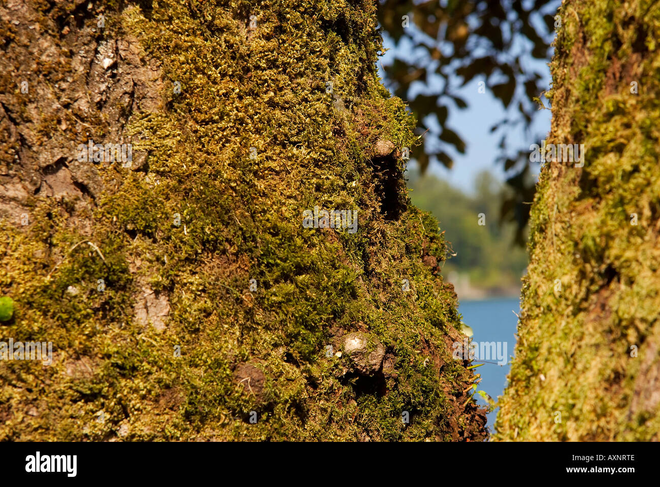 Ron Hayes West Coast Scenery Tree Moss Stock Photo - Alamy