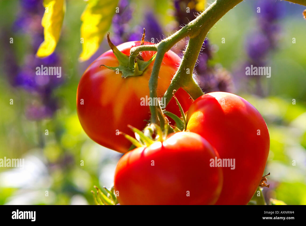 Ron Hayes Backyard Tomatoes Stock Photo - Alamy