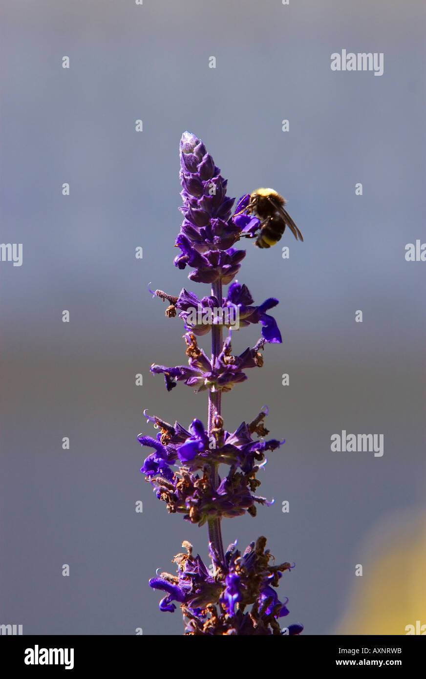 Backyard bee plant hi-res stock photography and images - Alamy