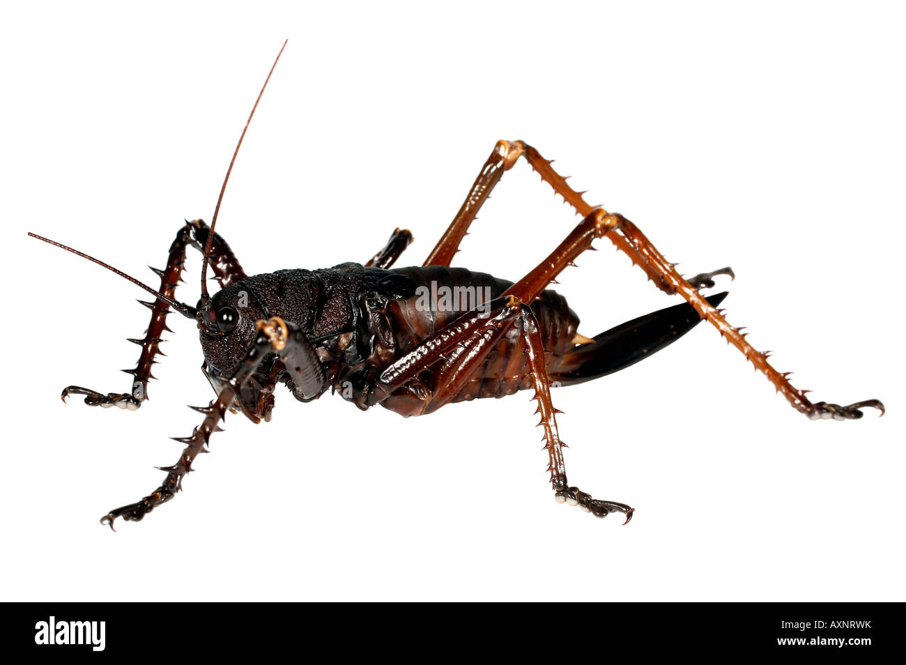 Spiky grass Cut Out Stock Images & Pictures - Alamy