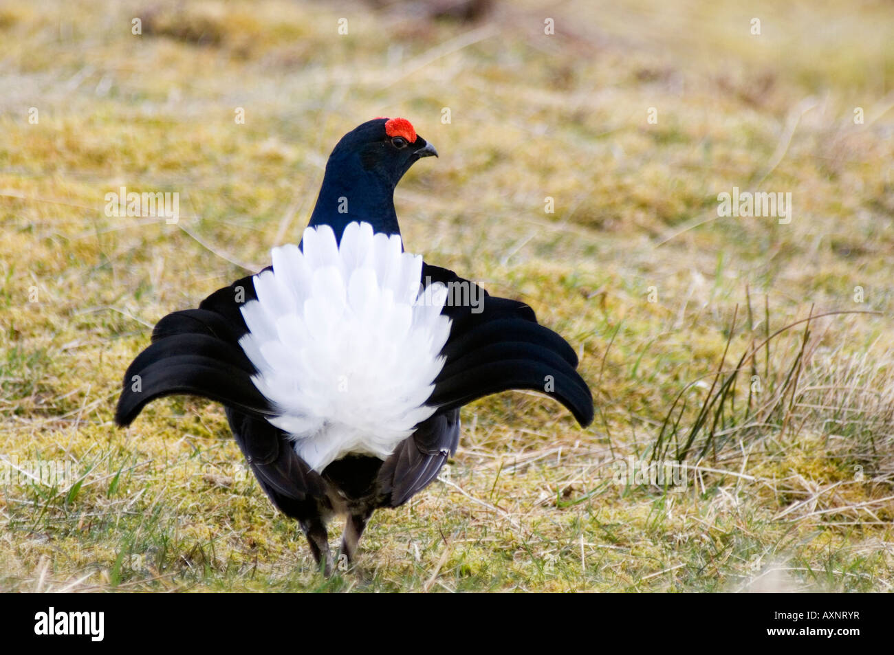Black Grouse Tetrao tetrix lekking Corrimony RSPB Stock Photo - Alamy