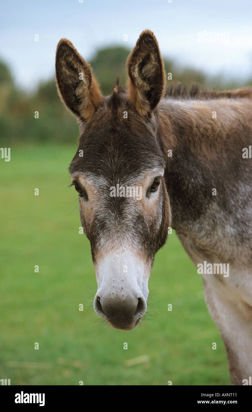 donkey - portrait Stock Photo - Alamy