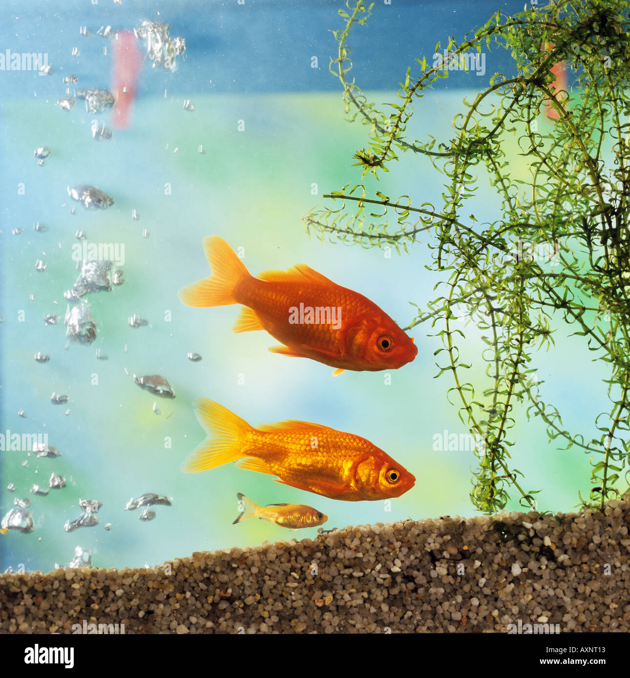 two goldfishes and cub / Carassius auratus Stock Photo - Alamy