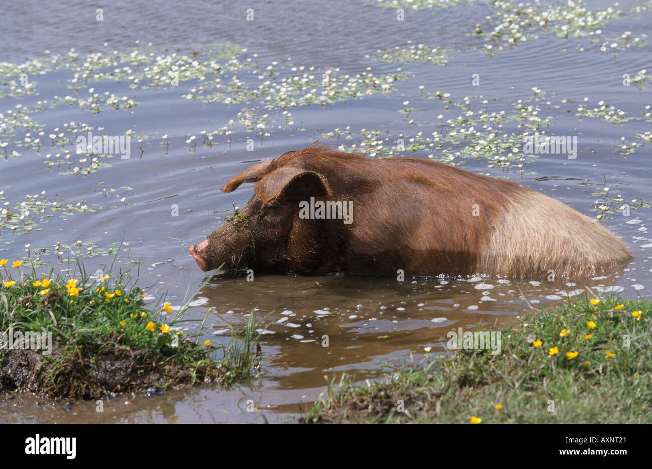 domestic pig bathing in water Sus scrofa forma domestica Stock Photo ...