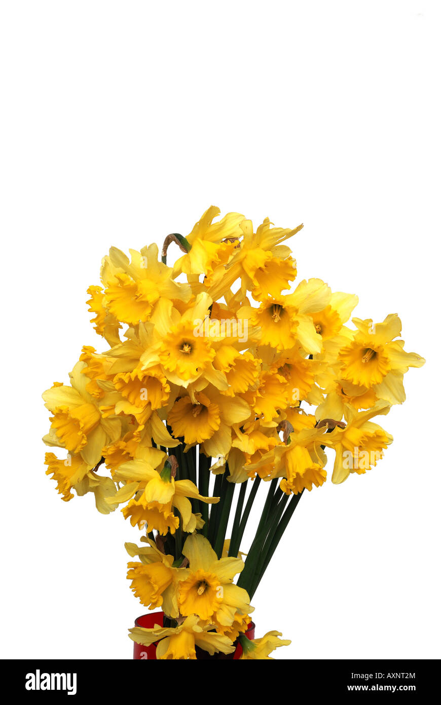 bunch of Daffodils on white background Stock Photo - Alamy
