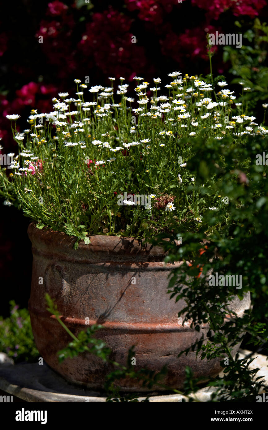 Daisies blooming in Rusty Pot Stock Photo - Alamy