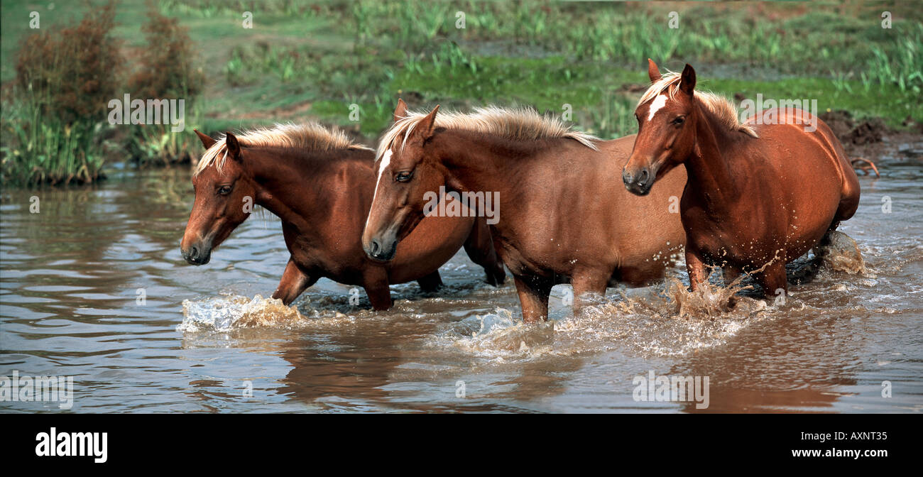 Three New Forest Ponies High Resolution Stock Photography and Images ...