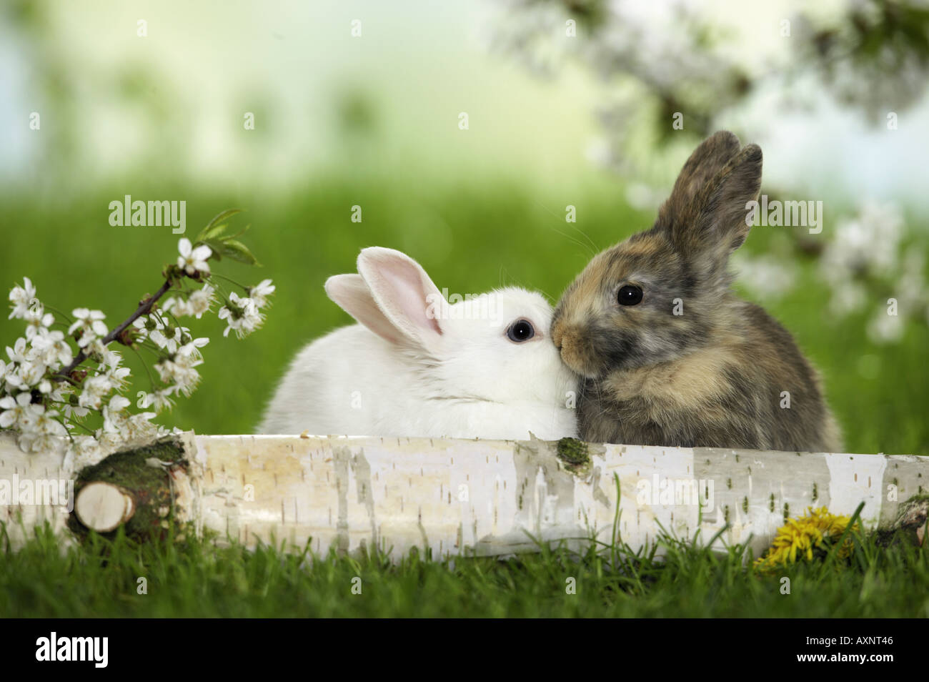 Dwarf rabbit sitting outside birch hi-res stock photography and images ...