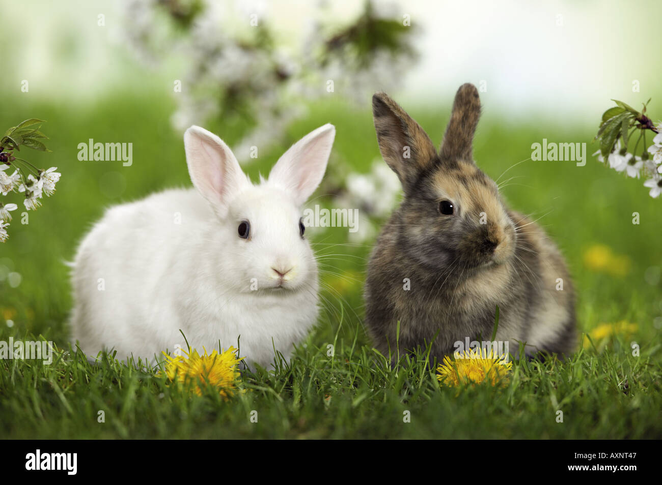 Two pygmy rabbits sitting on meadow hi-res stock photography and images ...