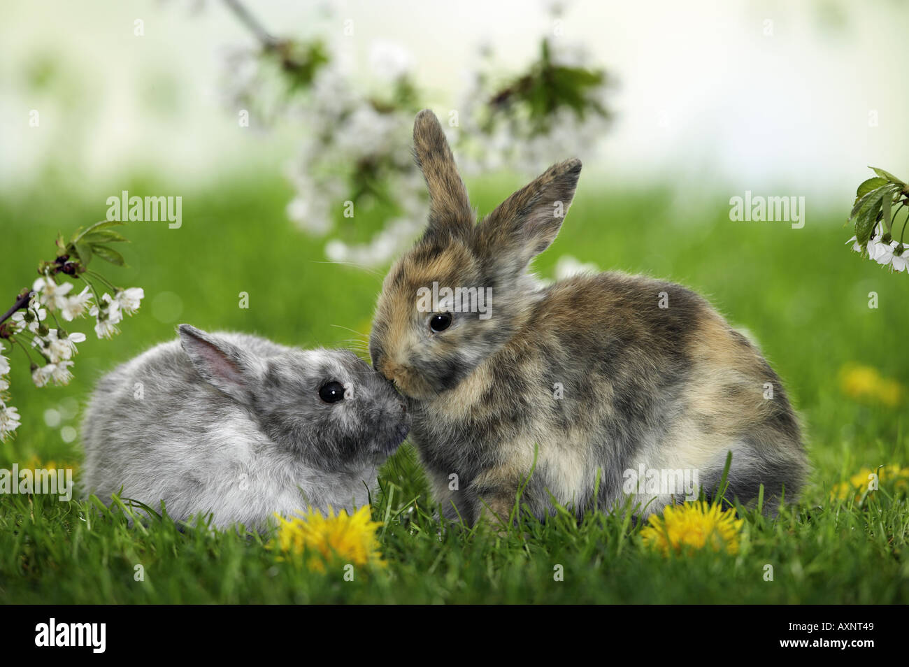 Two pygmy rabbits sitting on meadow hi-res stock photography and images ...