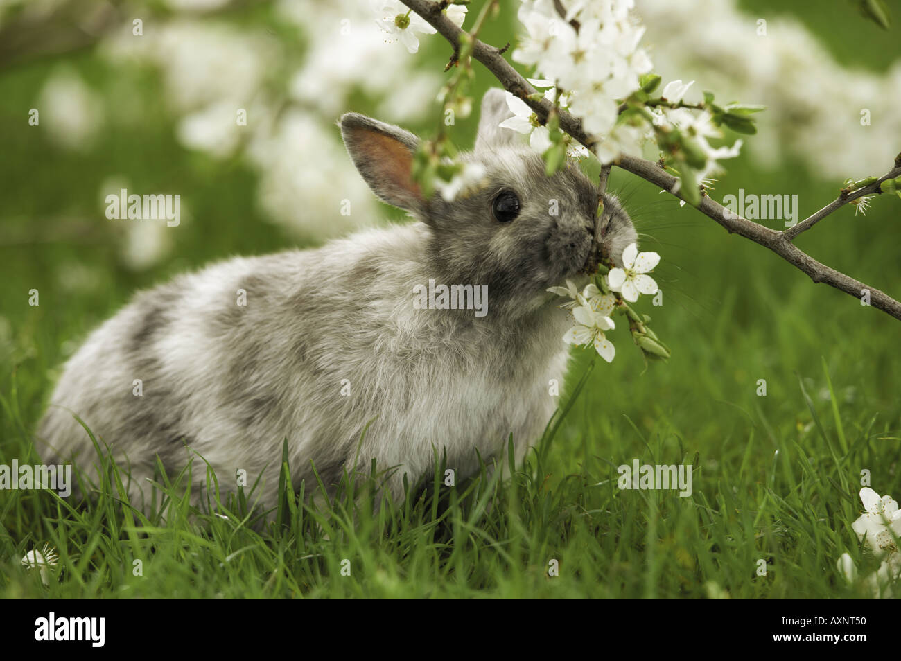 grey pygmy rabbit - gnawing at twig Stock Photo - Alamy