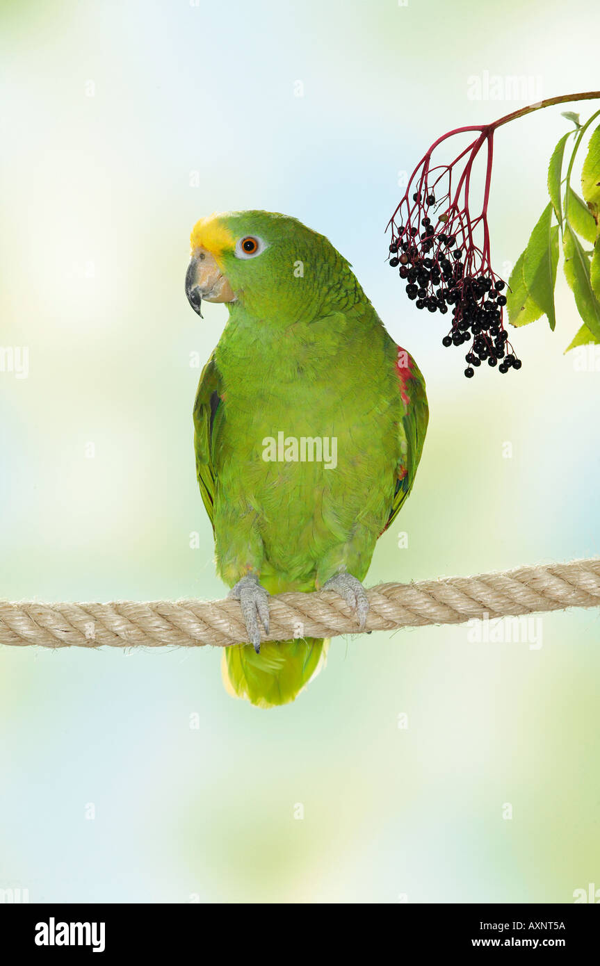 Yellow-crowned Amazon on cord / Amazona ochrocephala Stock Photo - Alamy