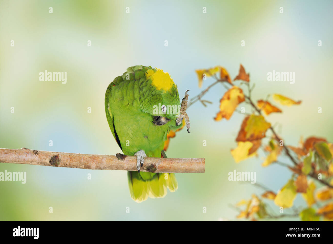 Yellow-naped Parrot on branch / Amazona auropalliata Stock Photo - Alamy