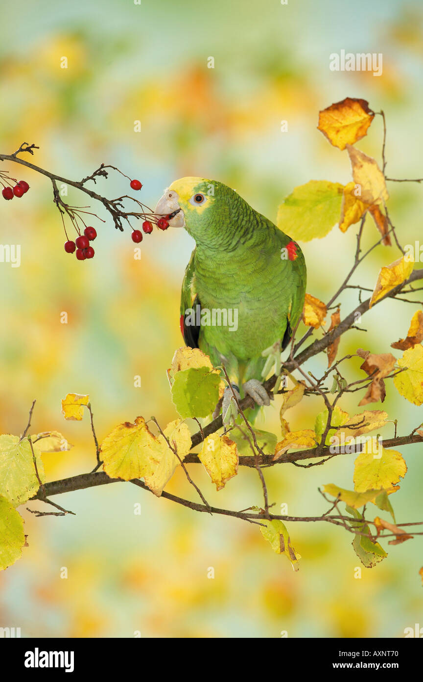 Yellow headed parrot hi-res stock photography and images - Alamy