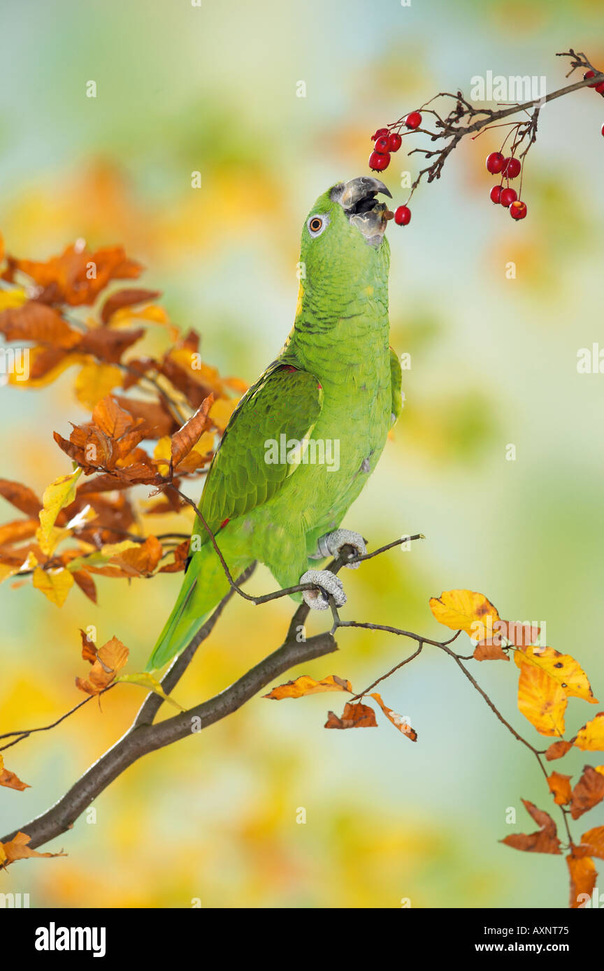 Yellow Naped Amazon Parrot High Resolution Stock Photography and Images ...