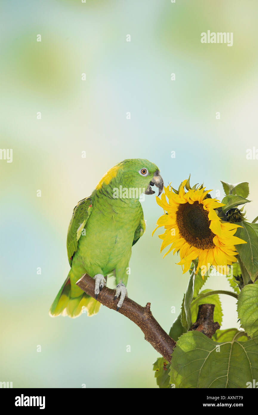 Yellow-headed Parrot next to sunflower / Amazona oratrix Stock Photo ...
